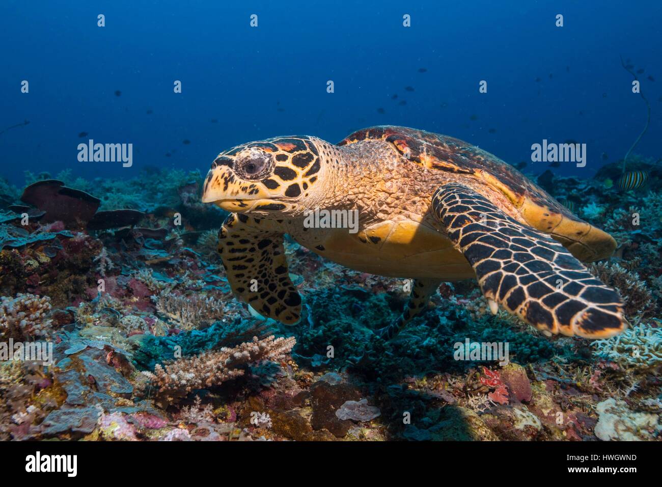Philippines, Mindoro, Apo Reef Natural Park, a critically endangered ...