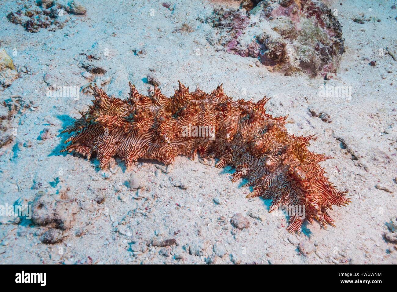 Philippines, Mindoro, Apo Reef Natural Park, Red-striped sea cucumber ...