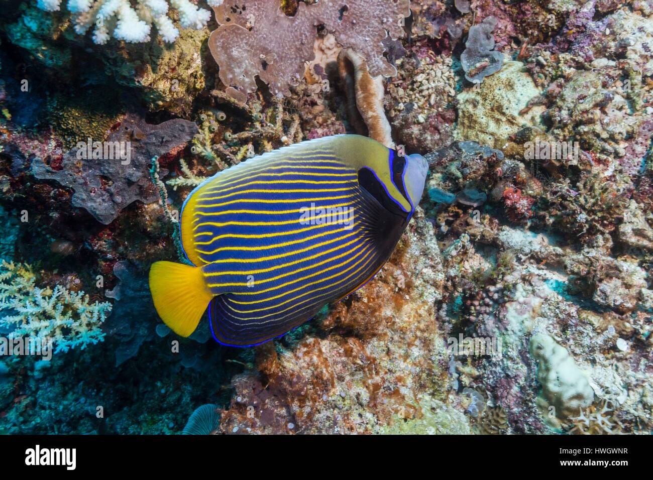 Philippines, Mindoro, Apo Reef Natural Park, Emperor angelfish ...
