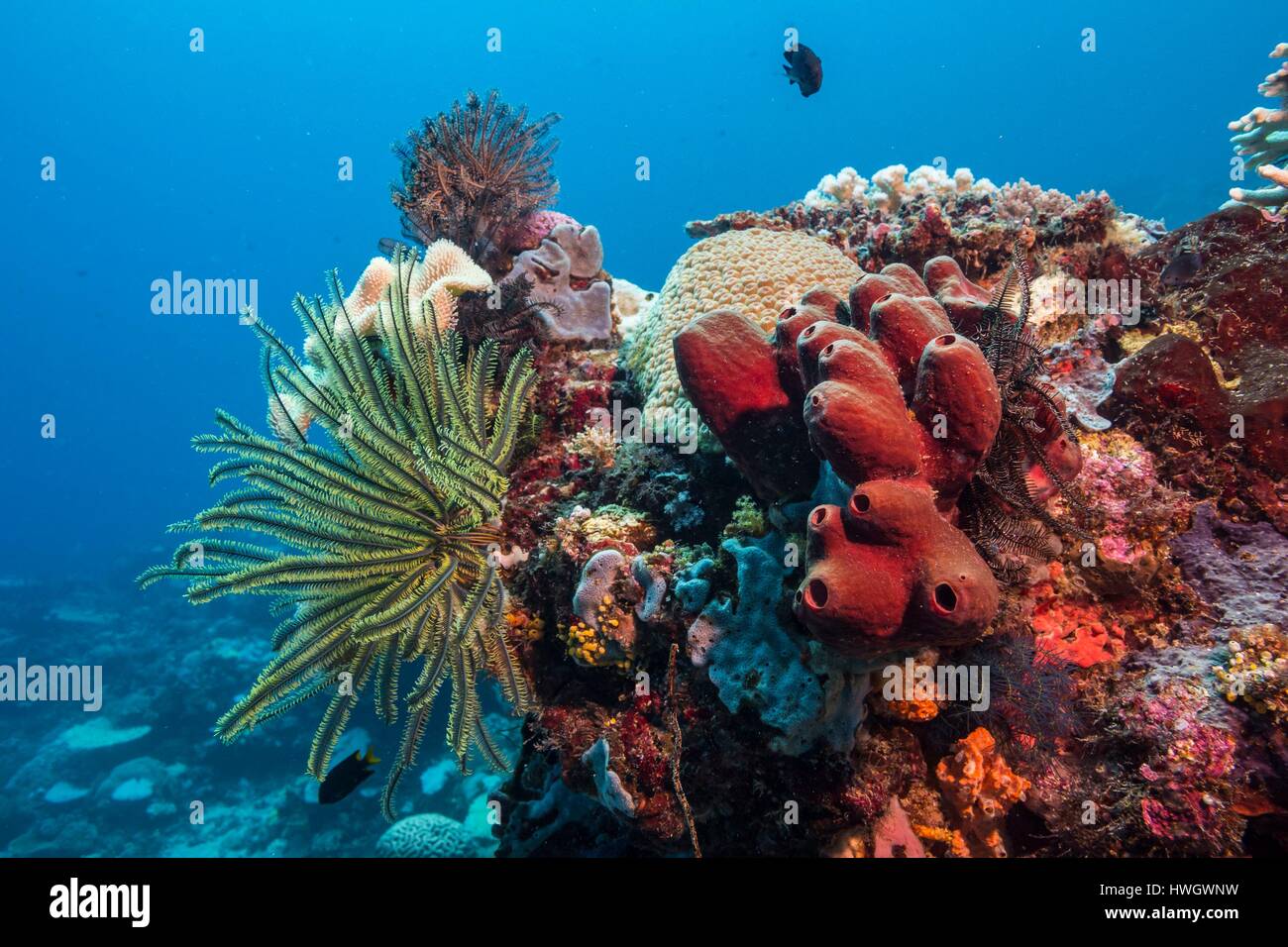 Philippines, Mindoro, Apo Reef Natural Park, crinoid and sponges on the ...