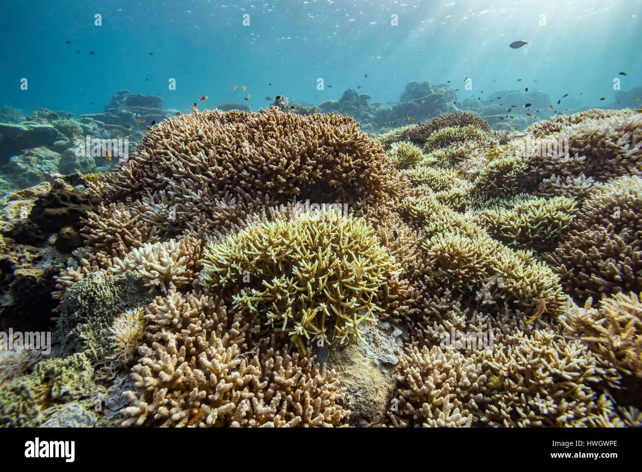 Philippines, Mindoro, Apo Reef Natural Park, coral reef Stock Photo - Alamy