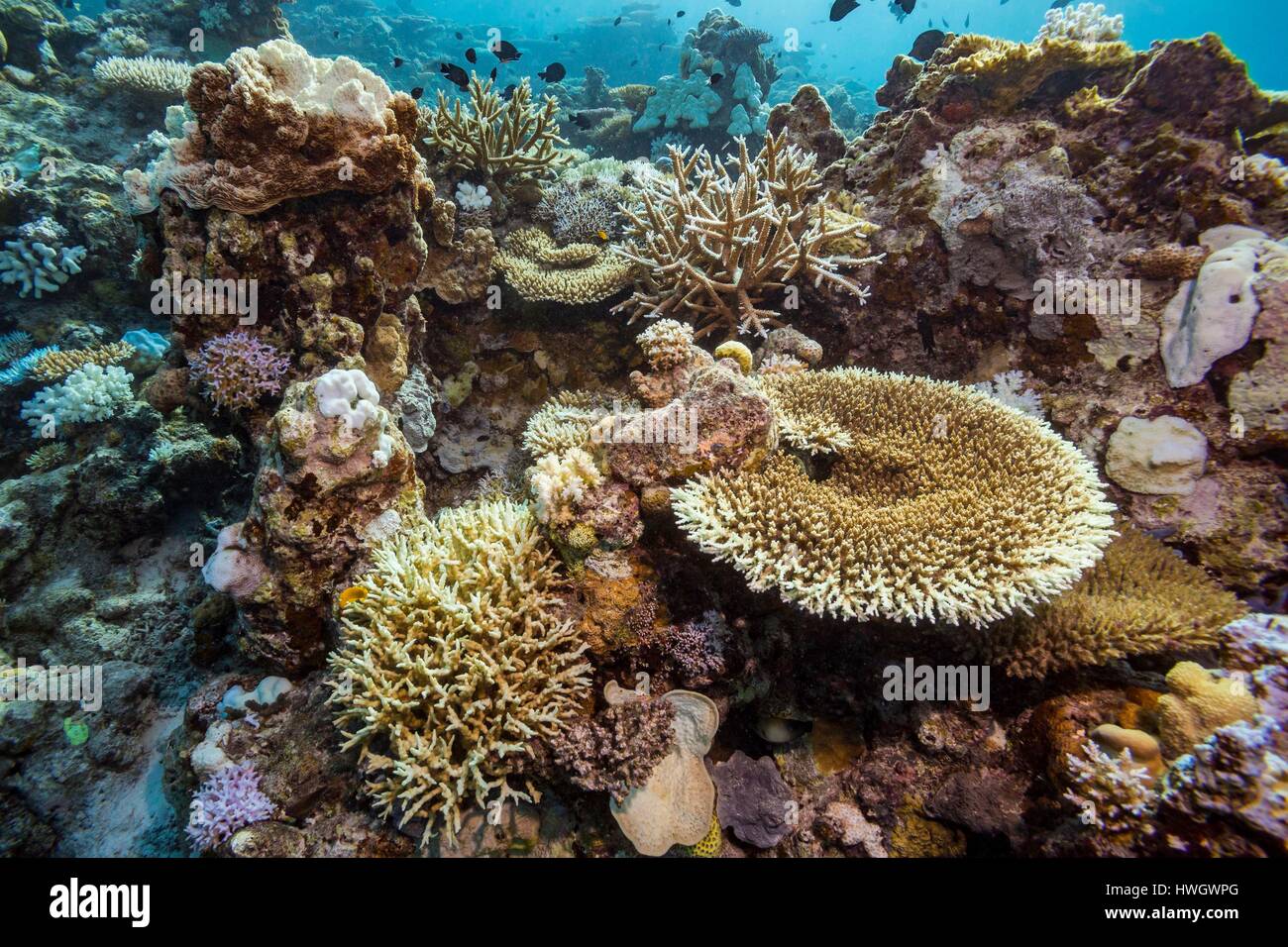 Philippines, Mindoro, Apo Reef Natural Park, coral reef Stock Photo - Alamy