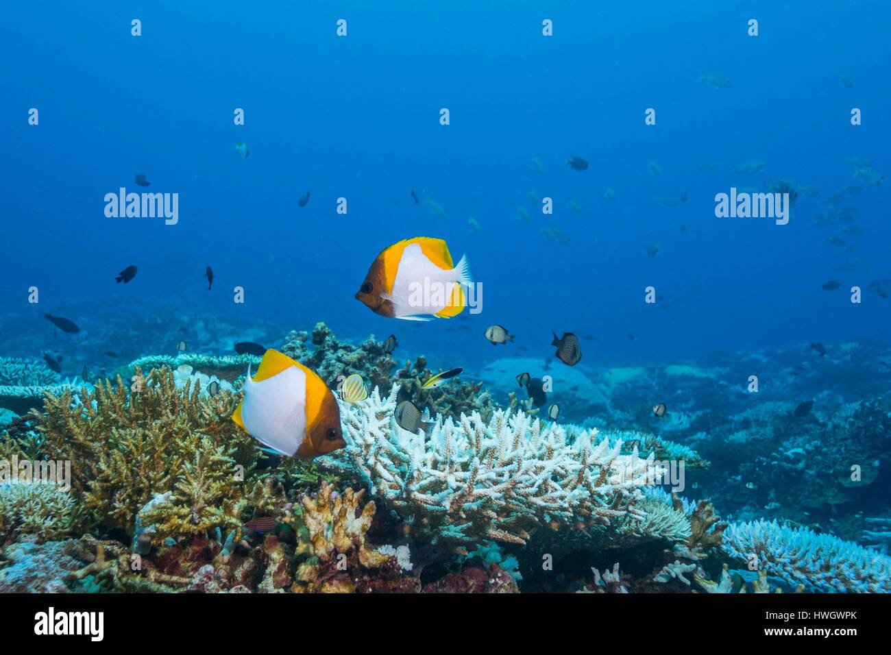 Philippines, Mindoro, Apo Reef Natural Park, a pair of Brushytoothed ...
