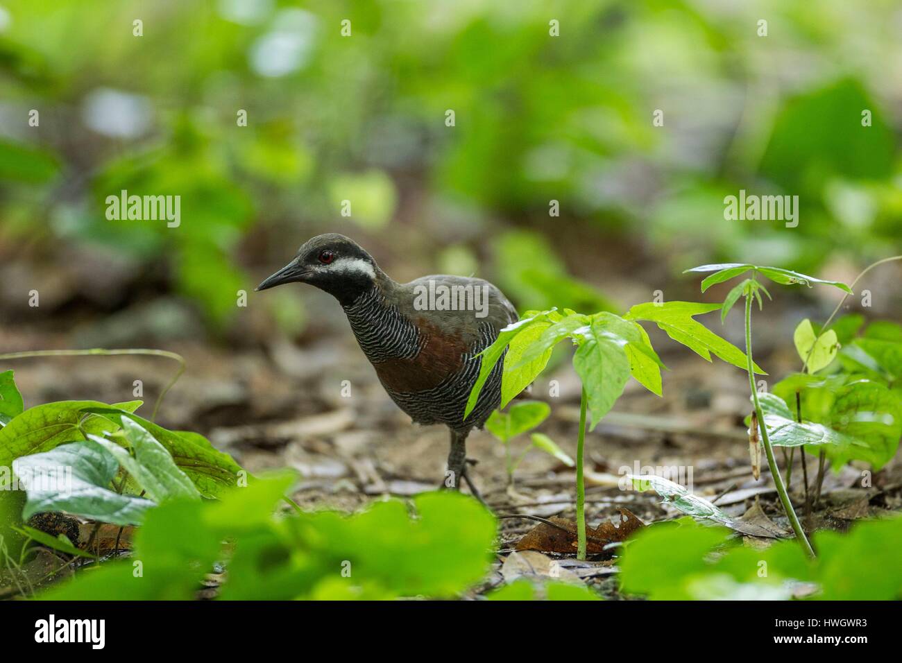 Philippines, Mindoro, Apo Reef Natural Park, Apo Island, rail in the ...