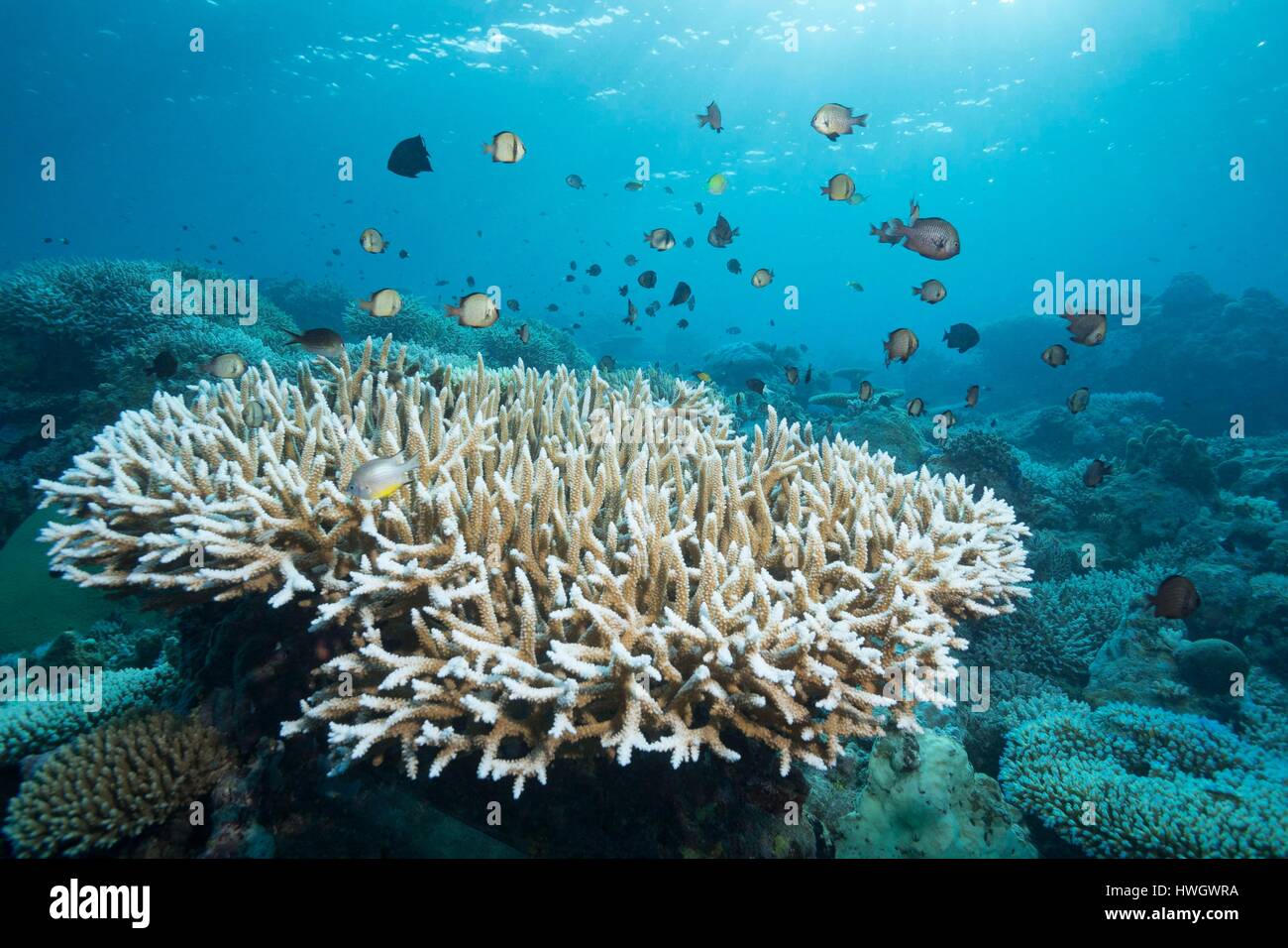 Philippines, Mindoro, Apo Reef Natural Park, reef fishes aroud a hard ...