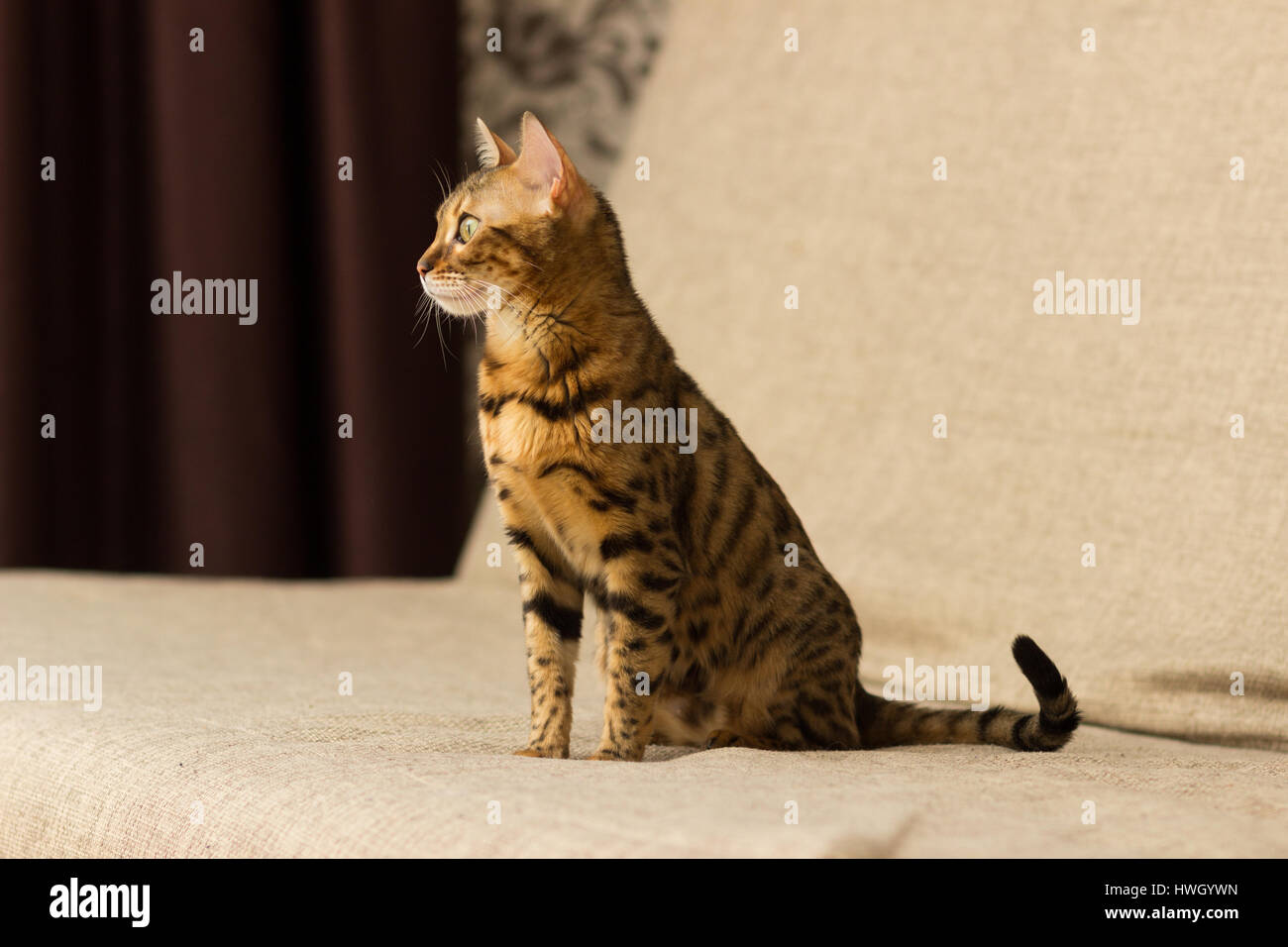 Cat of Bengali breed in a home setting sits on the couch Stock Photo ...