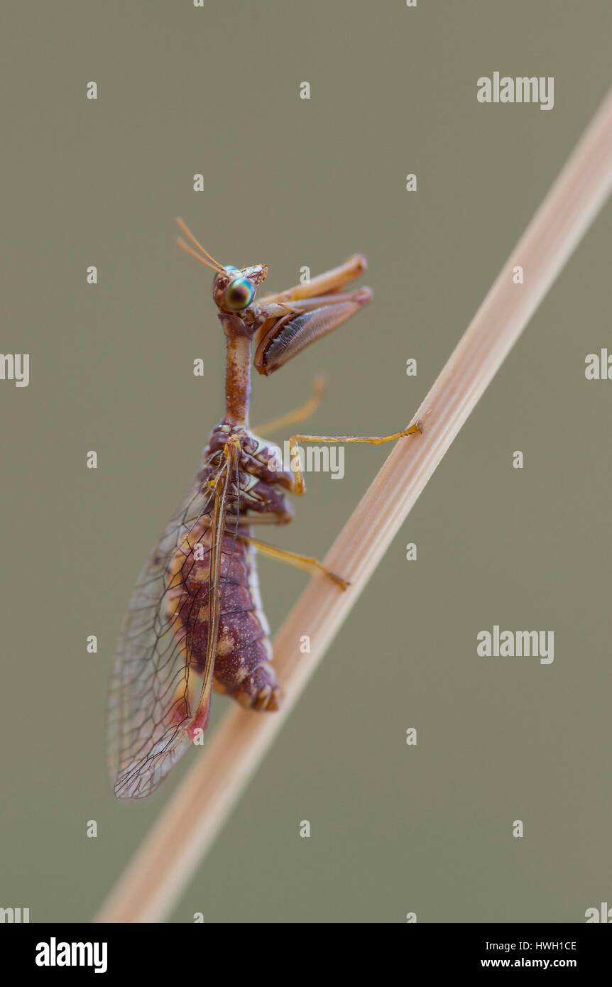 France, Auvergne, Mantispa styriaca, perfect example of convergent ...