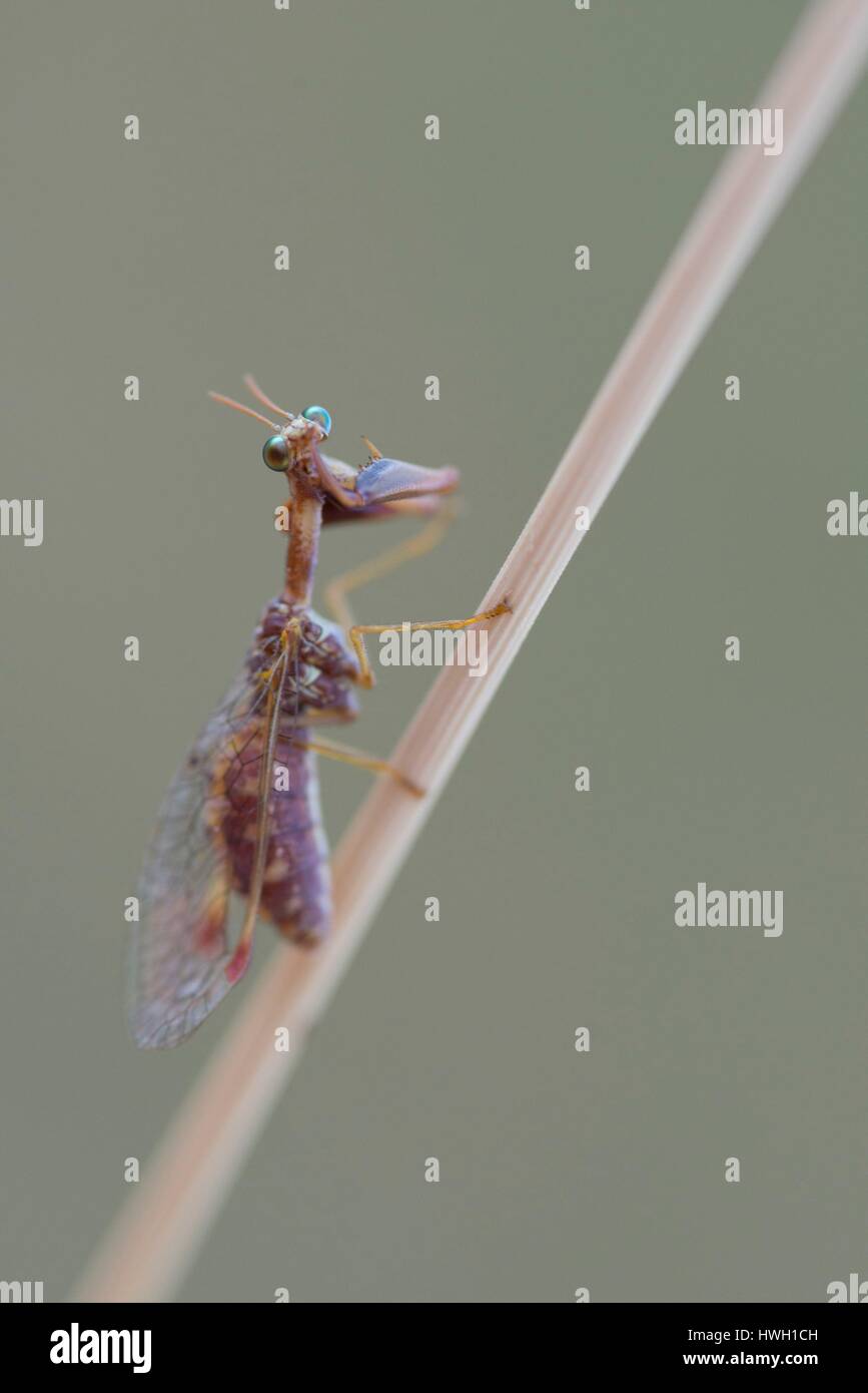 France, Auvergne, Mantispa styriaca, perfect example of convergent ...
