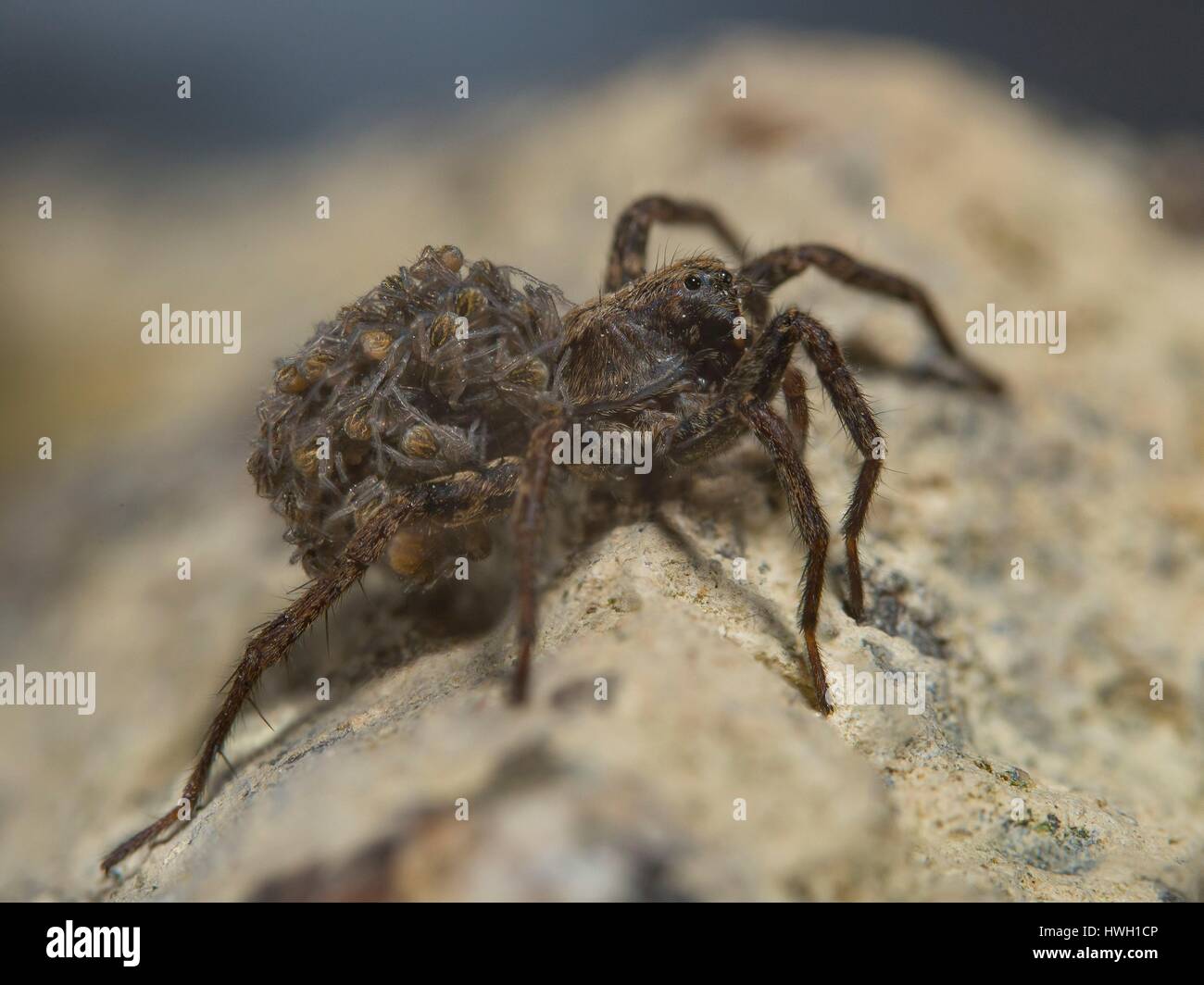 France, Auvergne, wolf spider (Pardosa amentata), the female carries ...