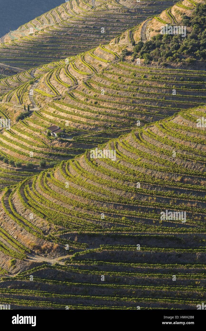 Portugal, Upper Douro Valley and its vineyards listed as UNESCO World ...