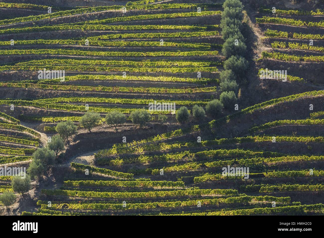 Portugal, Upper Douro Valley and its vineyards listed as UNESCO World ...