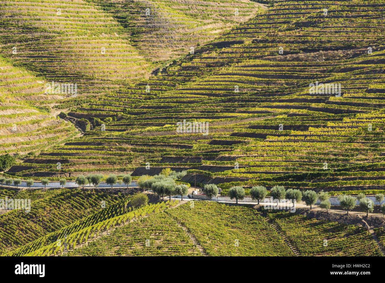 Portugal, Upper Douro Valley and its vineyards listed as UNESCO World ...