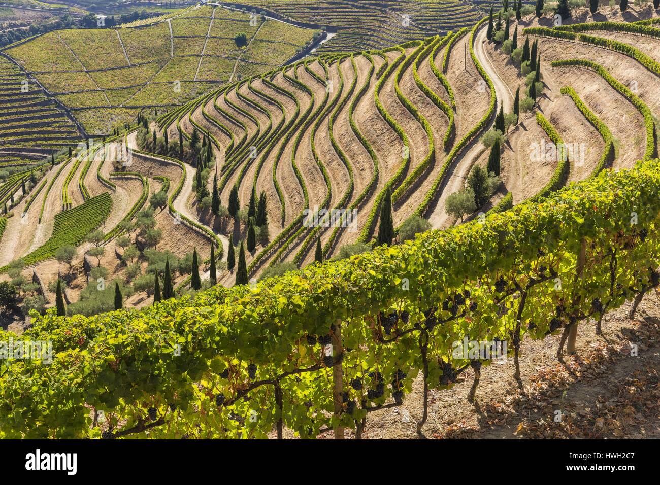 Portugal, Upper Douro Valley and its vineyards listed as UNESCO World ...