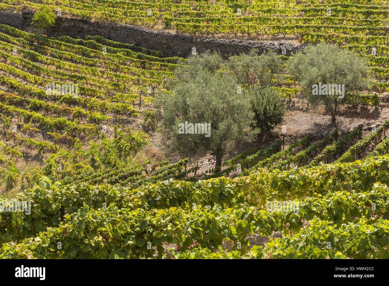 Portugal, Upper Douro Valley and its vineyards listed as UNESCO World ...