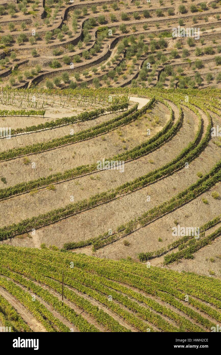 Portugal, Upper Douro Valley and its vineyards listed as UNESCO World ...