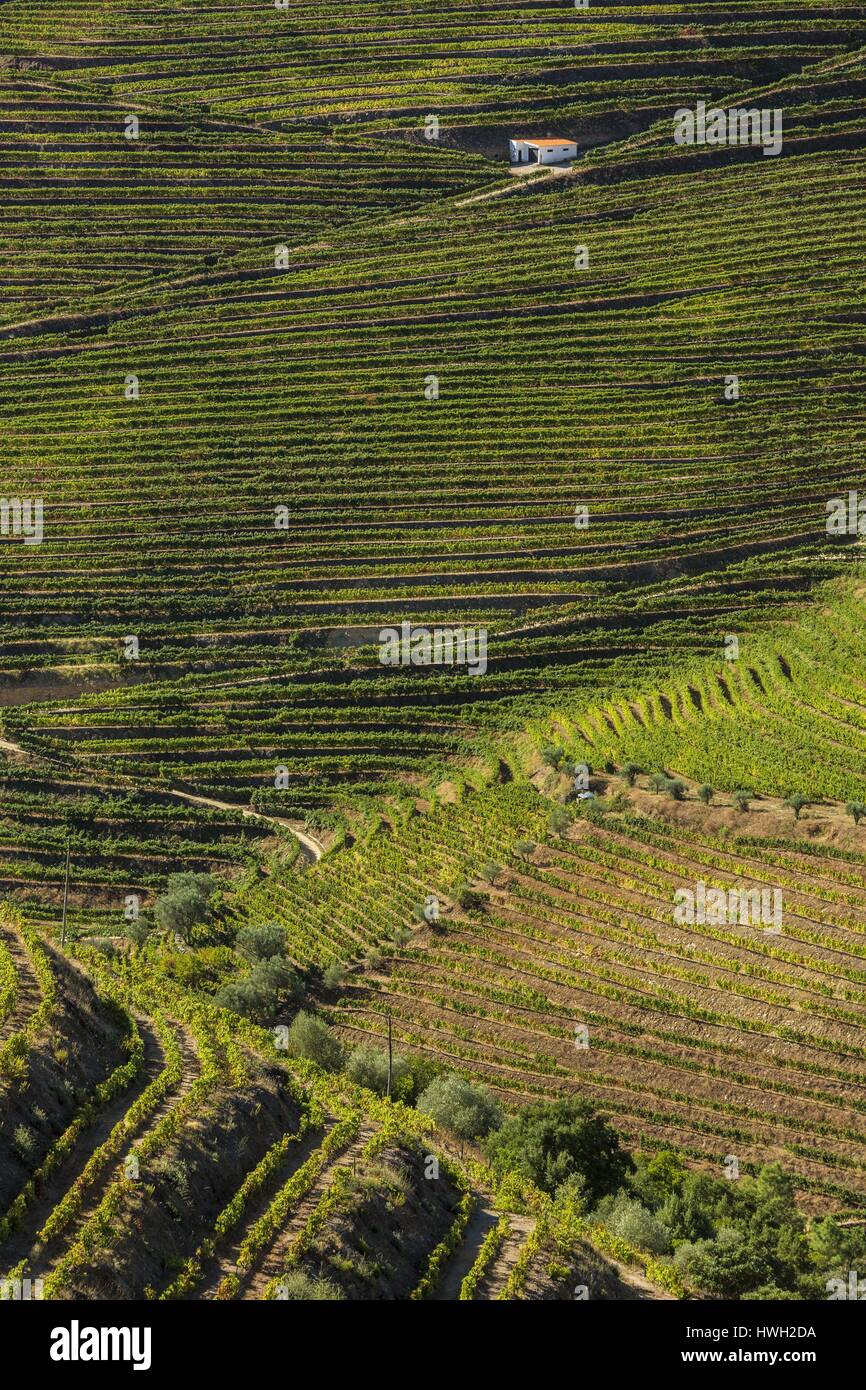 Portugal, Upper Douro Valley and its vineyards listed as UNESCO World ...