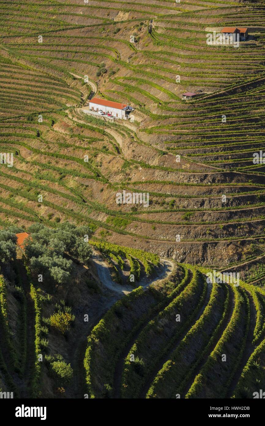 Portugal, Upper Douro Valley and its vineyards listed as UNESCO World ...