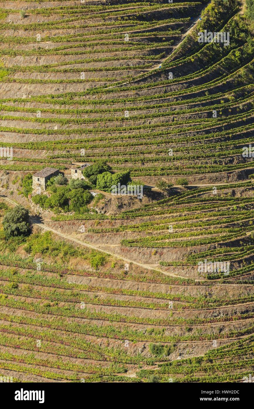 Portugal, Upper Douro Valley and its vineyards listed as UNESCO World ...