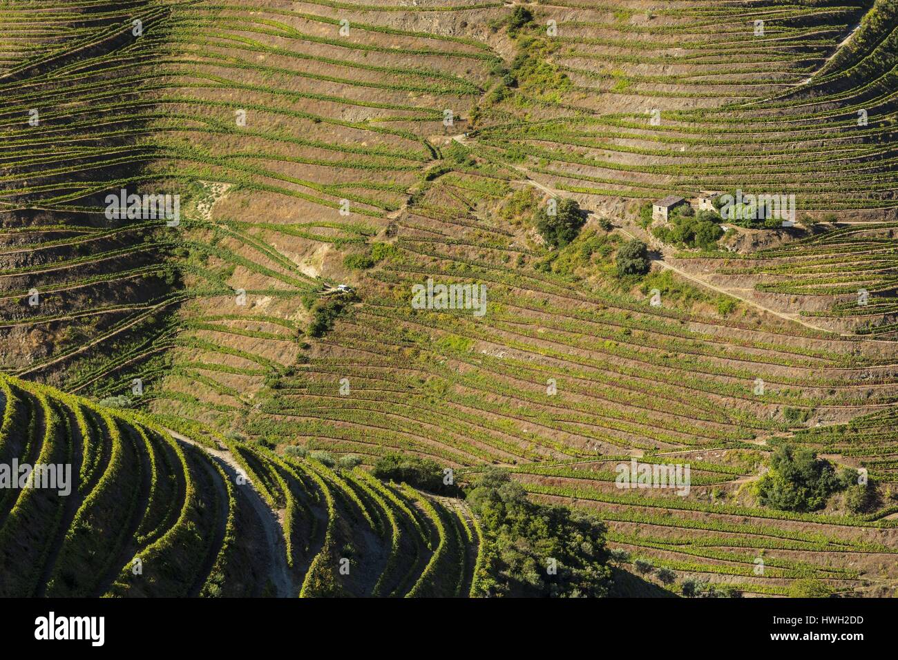 Portugal, Upper Douro Valley and its vineyards listed as UNESCO World ...