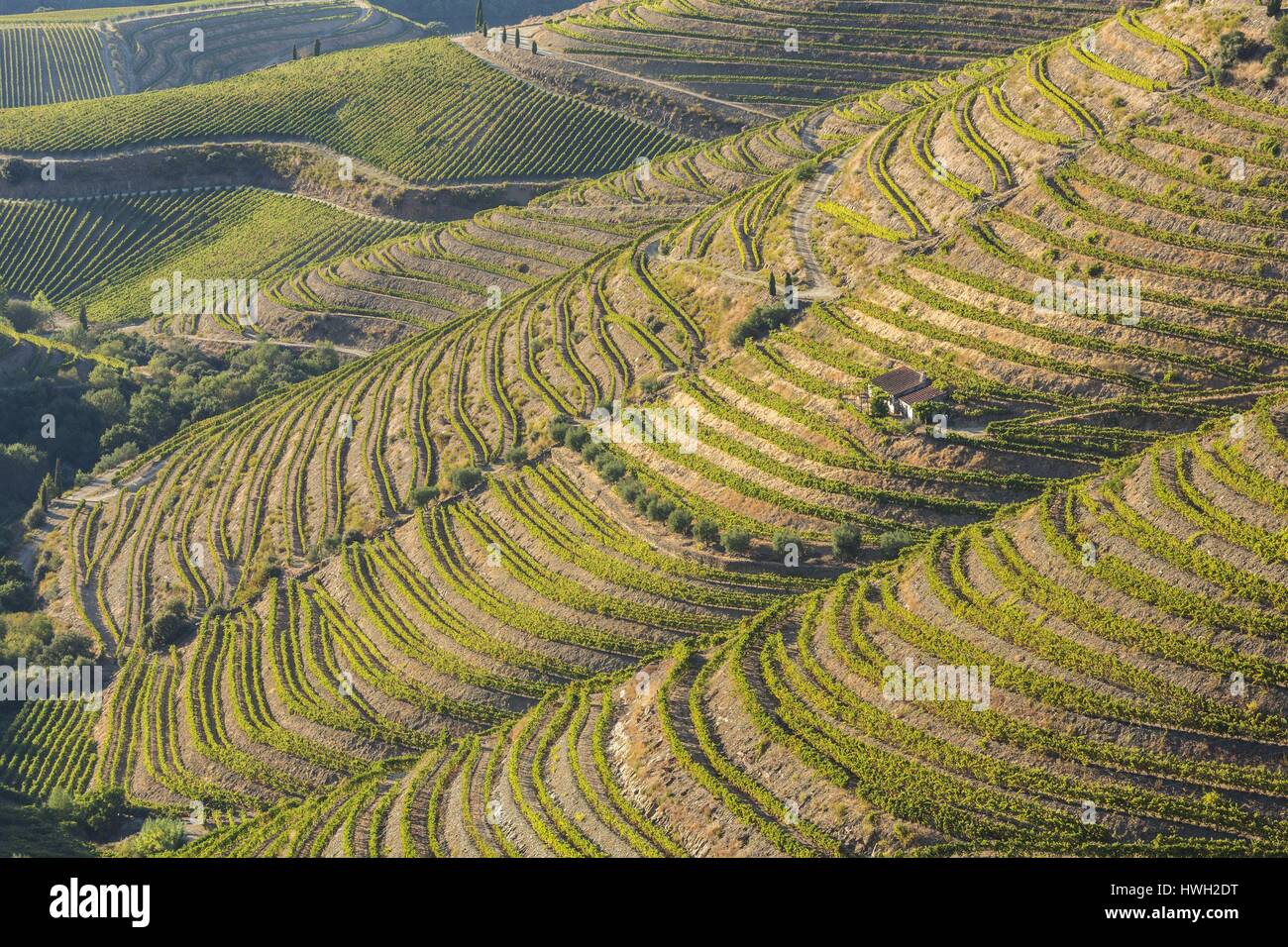 Portugal, Upper Douro Valley and its vineyards listed as UNESCO World ...