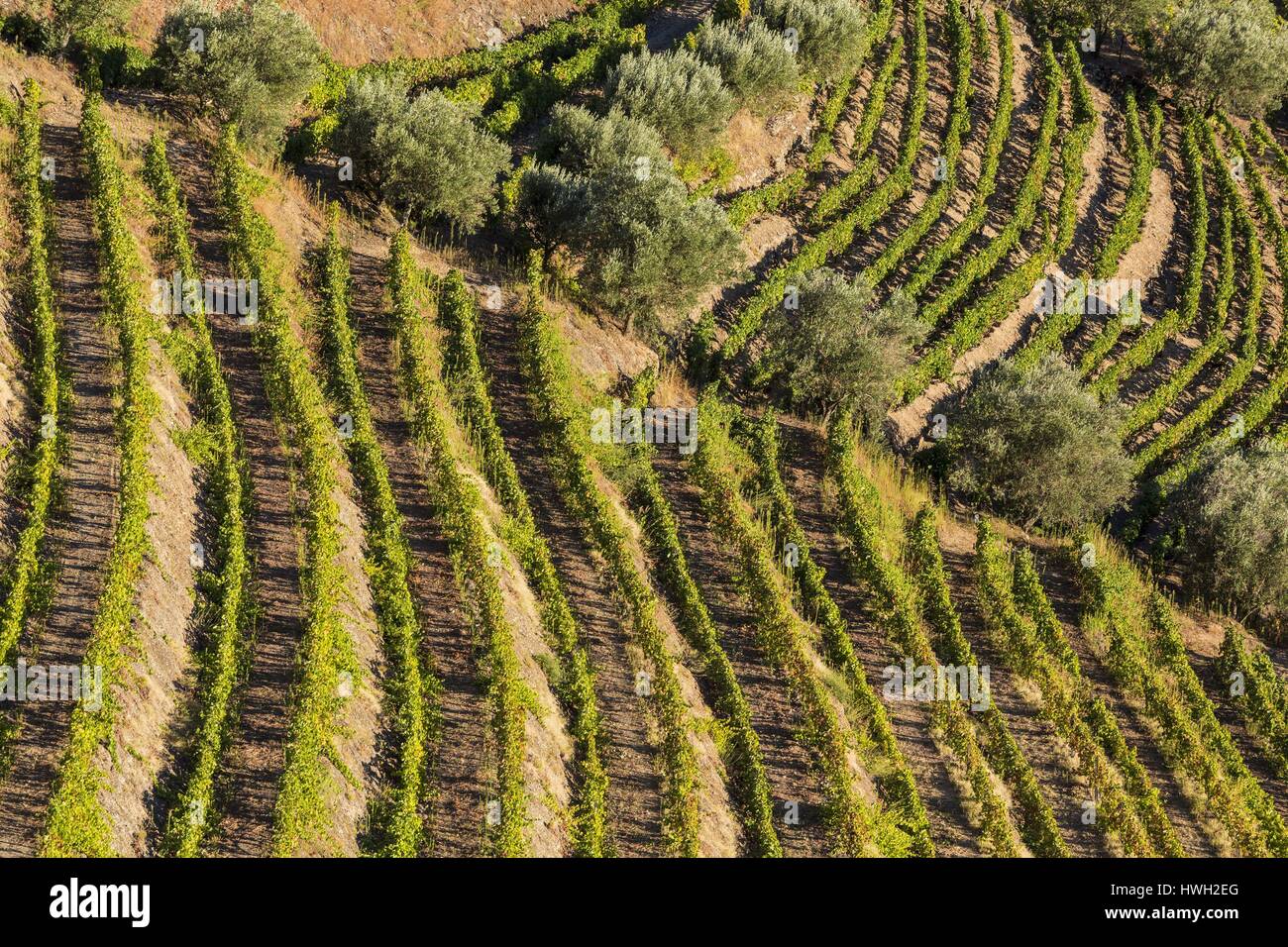 Portugal, Upper Douro Valley and its vineyards listed as UNESCO World ...