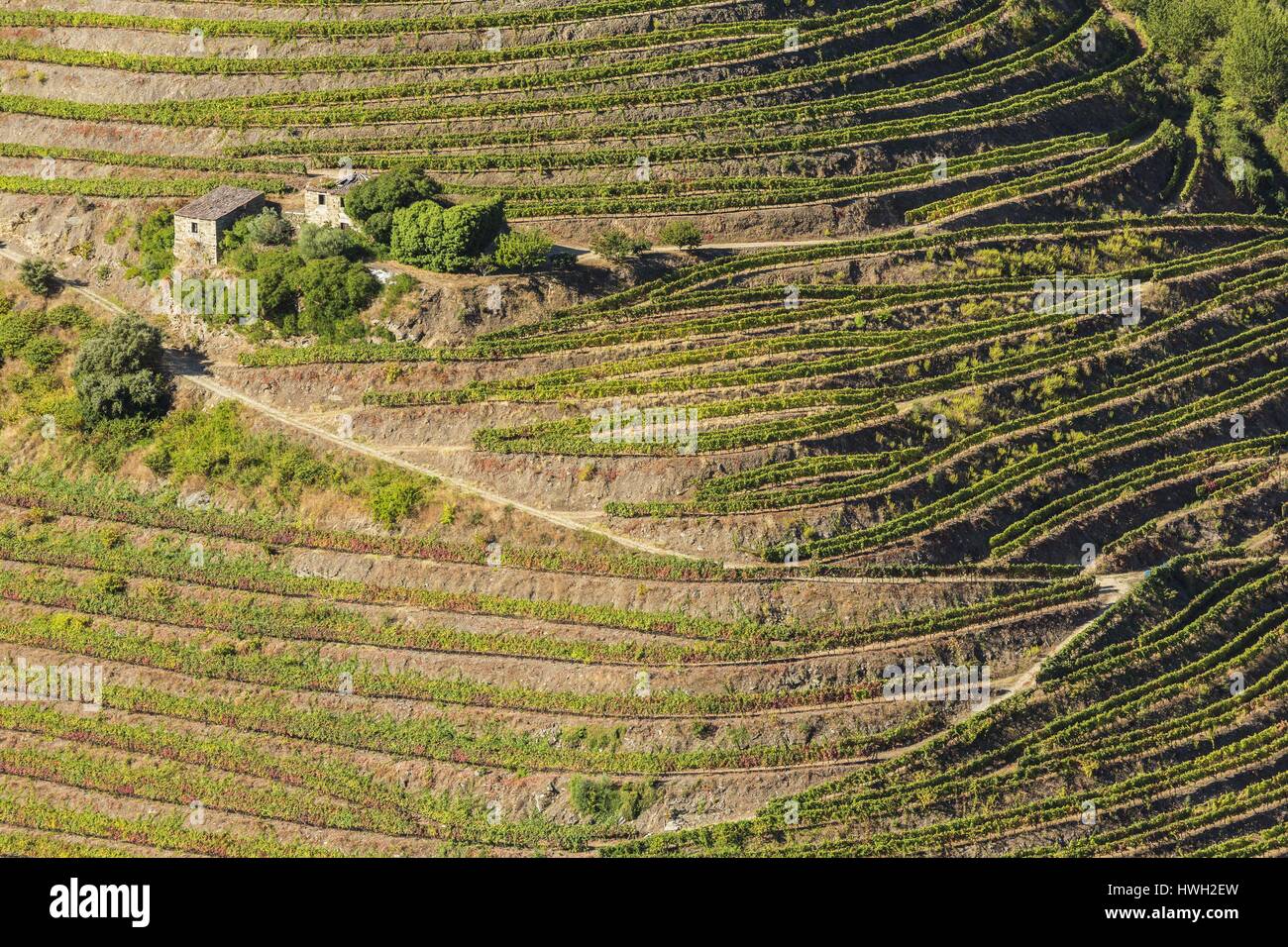 Portugal, Upper Douro Valley and its vineyards listed as UNESCO World ...