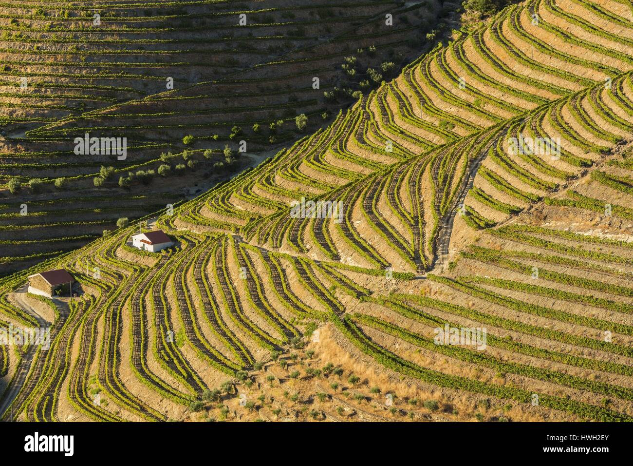 Portugal, Upper Douro Valley and its vineyards listed as UNESCO World ...