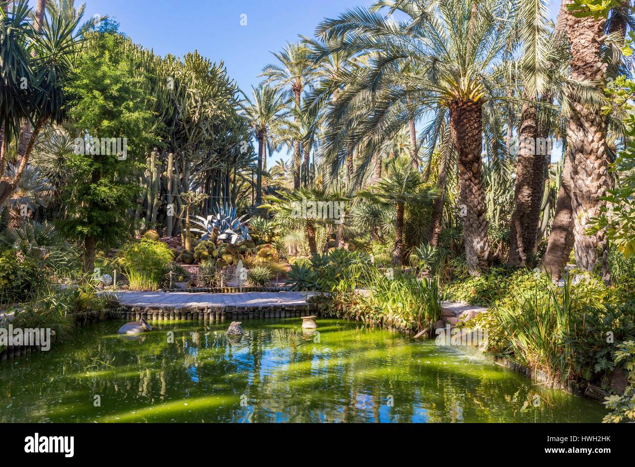 Spain, Valencian Community, Elche, palm grove, listed as World Heritage ...