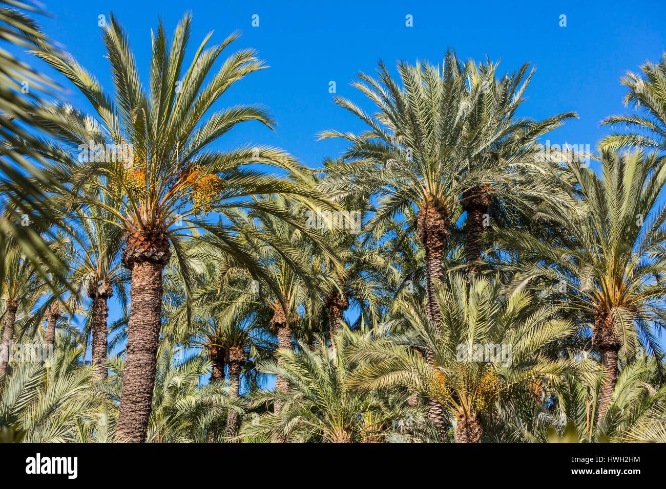 Spain, Valencian Community, Elche, palm grove, listed as World Heritage ...
