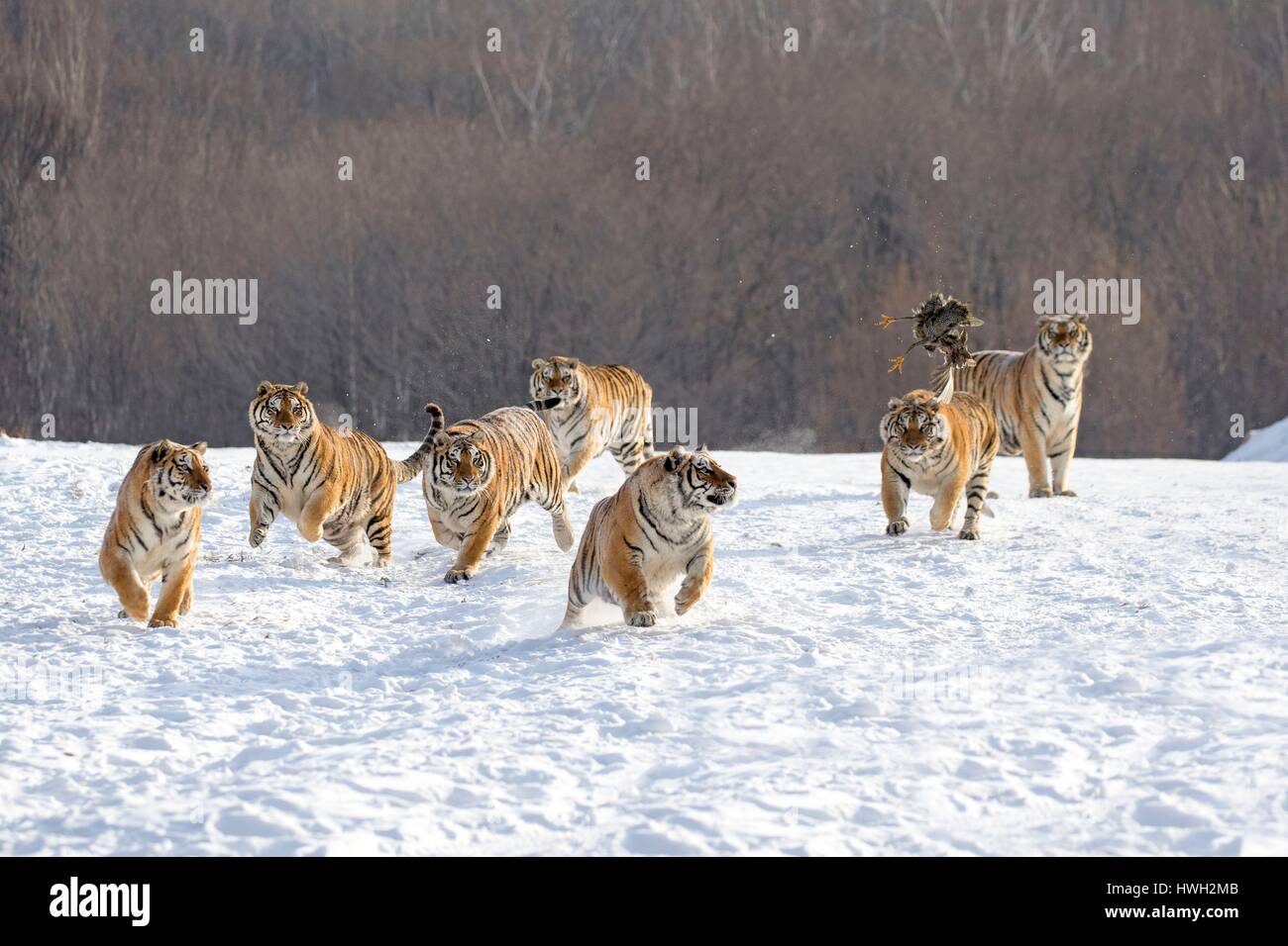 China, Harbin, Siberian Tiger Park, Siberian Tiger (Panthera tgris ...