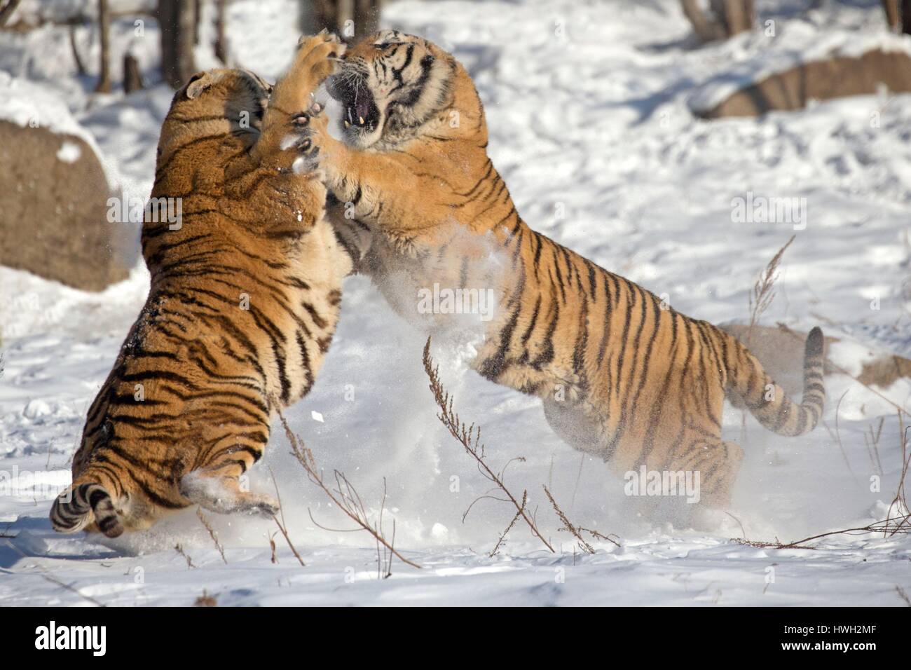 China, Harbin, Siberian Tiger Park, Siberian Tiger (Panthera tgris ...