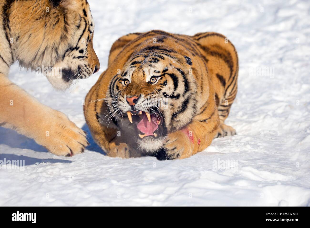 China, Harbin, Siberian Tiger Park, Siberian Tiger (Panthera tgris ...
