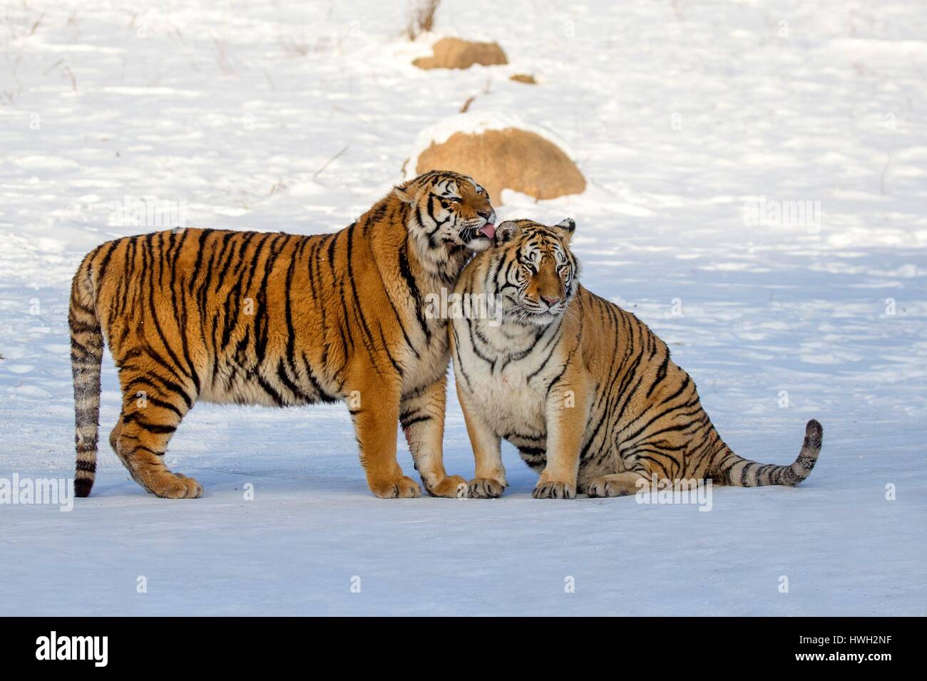 China, Harbin, Siberian Tiger Park, Siberian Tiger (Panthera tgris ...