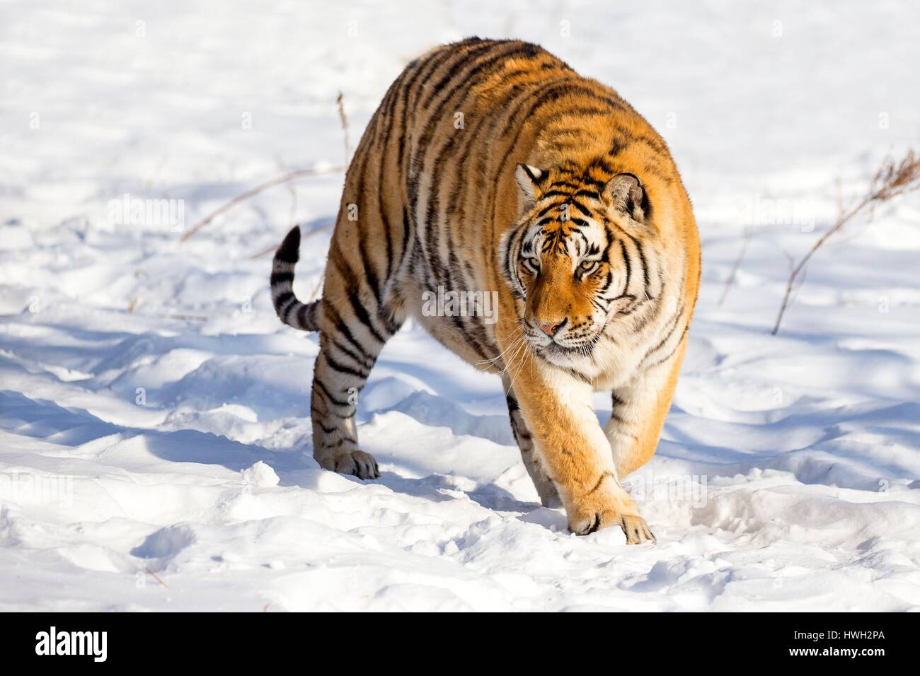 China, Harbin, Siberian Tiger Park, Siberian Tiger (Panthera tgris ...