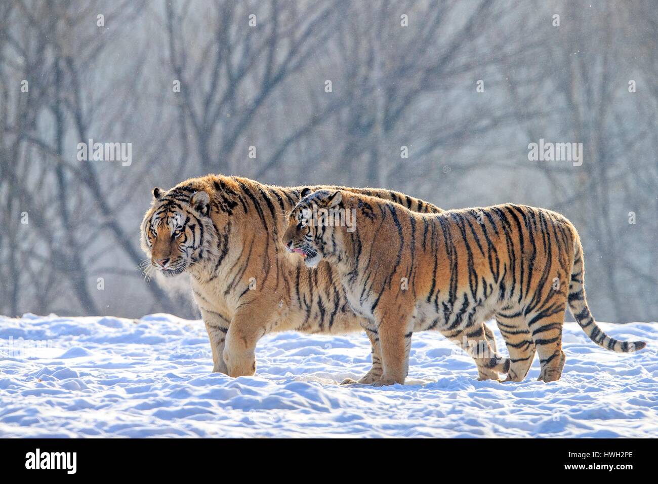 China, Harbin, Siberian Tiger Park, Siberian Tiger (Panthera tgris ...