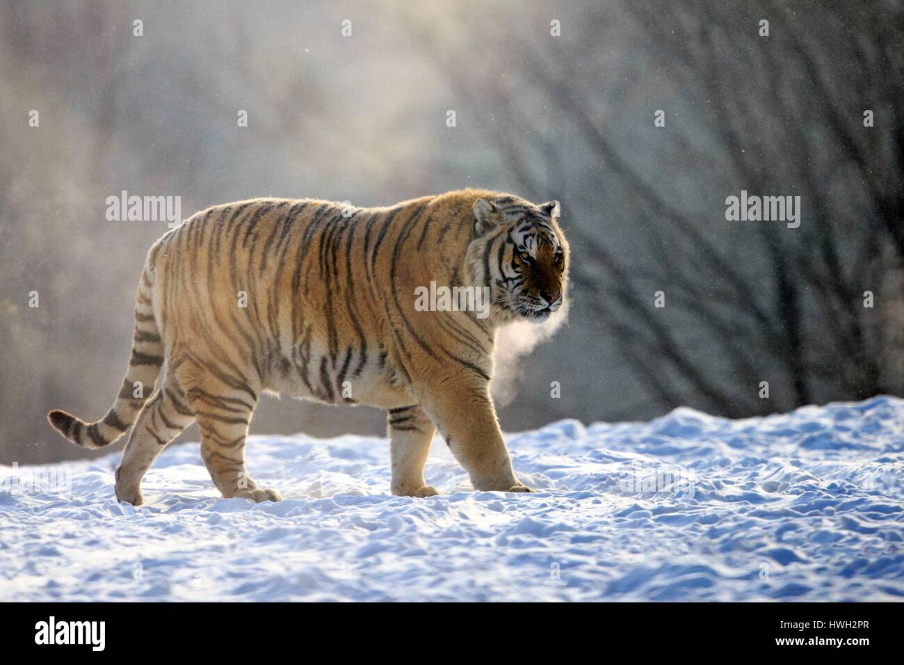 China, Harbin, Siberian Tiger Park, Siberian Tiger (Panthera tgris ...