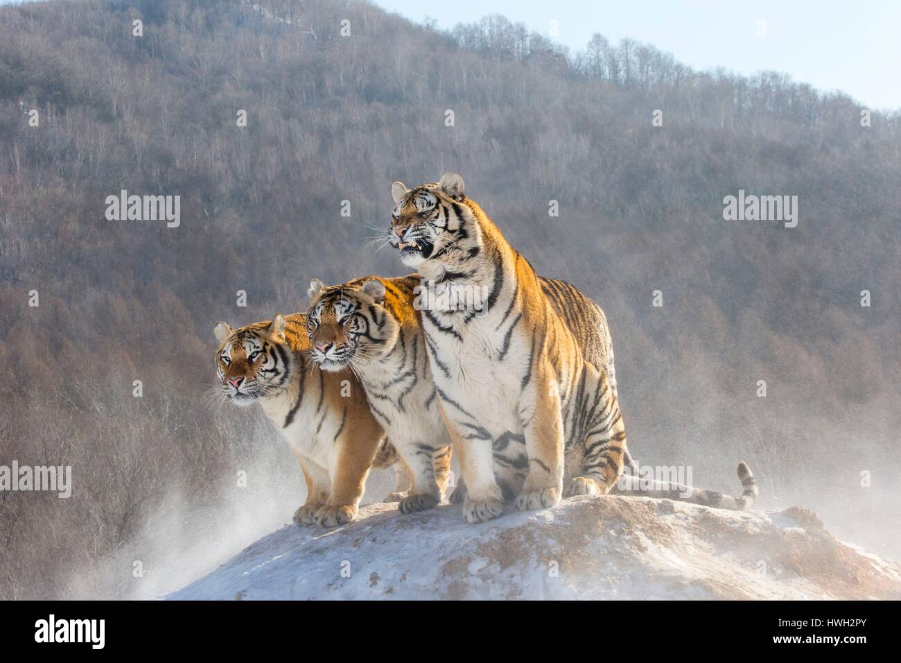 China, Harbin, Siberian Tiger Park, Siberian Tiger (Panthera tgris ...