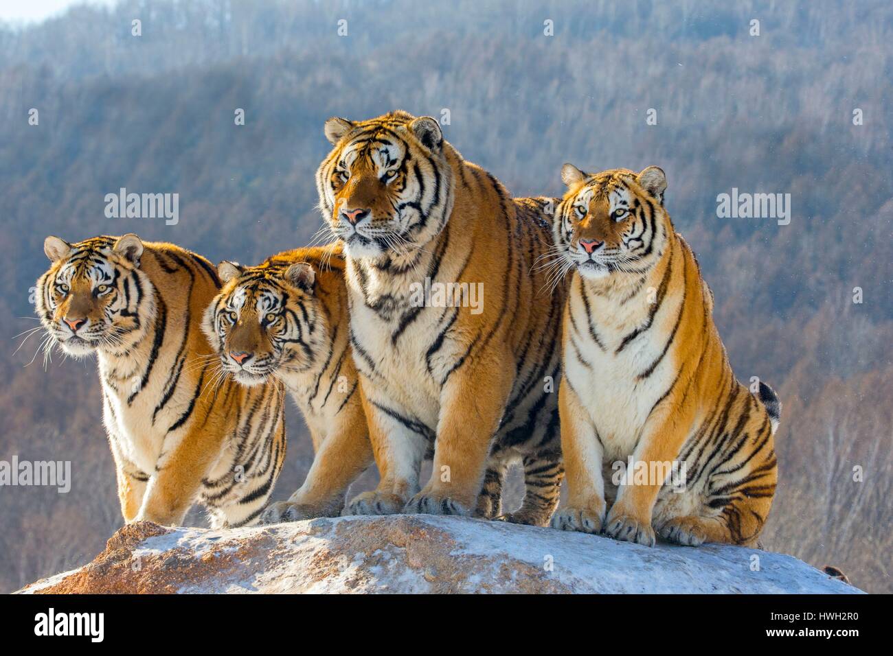 China, Harbin, Siberian Tiger Park, Siberian Tiger (Panthera tgris ...