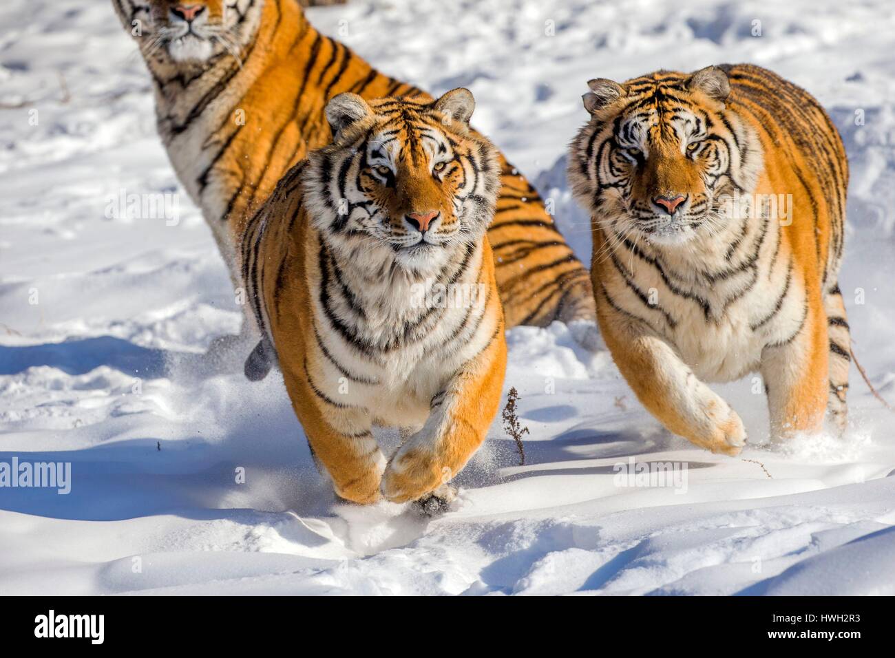China, Harbin, Siberian Tiger Park, Siberian Tiger (Panthera tgris ...