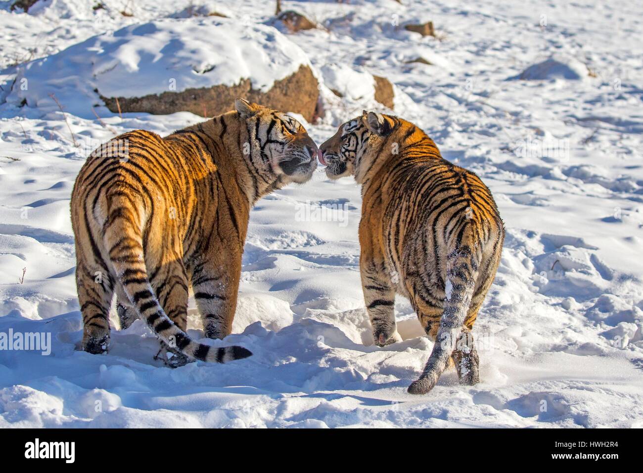 China, Harbin, Siberian Tiger Park, Siberian Tiger (Panthera tgris ...