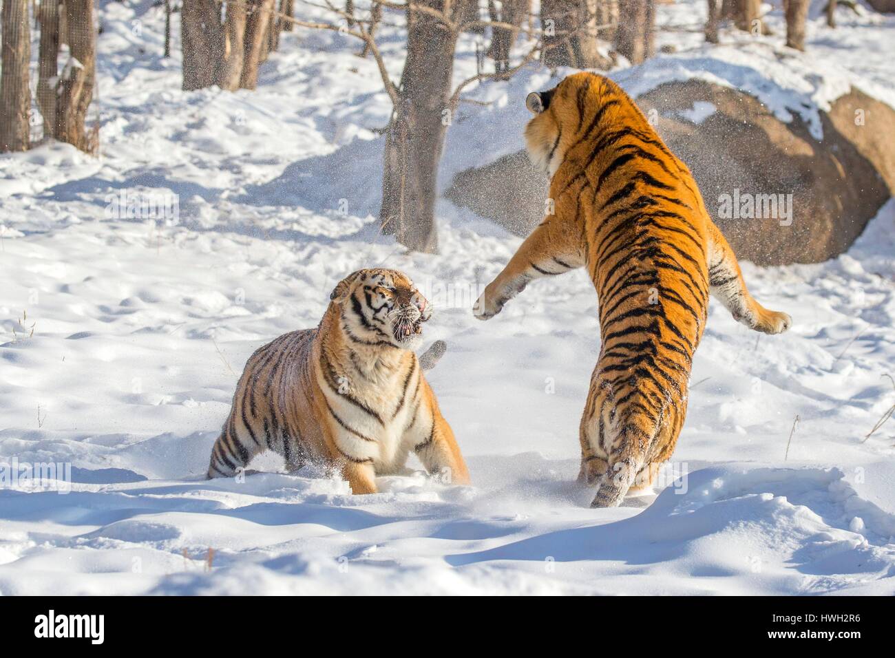 China, Harbin, Siberian Tiger Park, Siberian Tiger (Panthera tgris ...