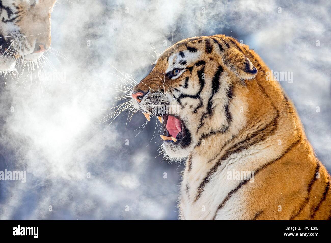 China, Harbin, Siberian Tiger Park, Siberian Tiger (Panthera tgris ...