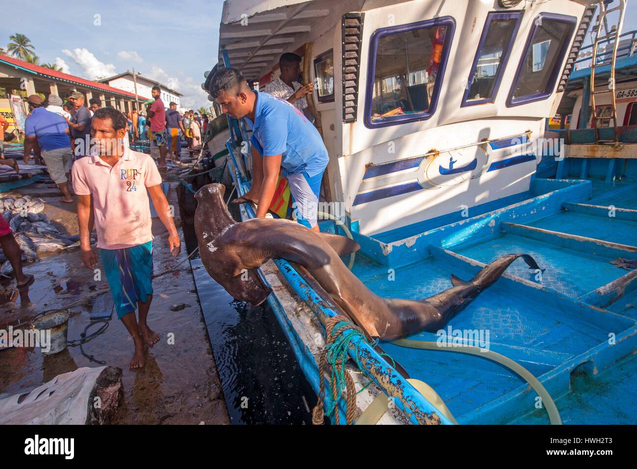 Sri Lanka, Indian Ocean, Mirissa, Fishing port, Smooth hammerhead ...