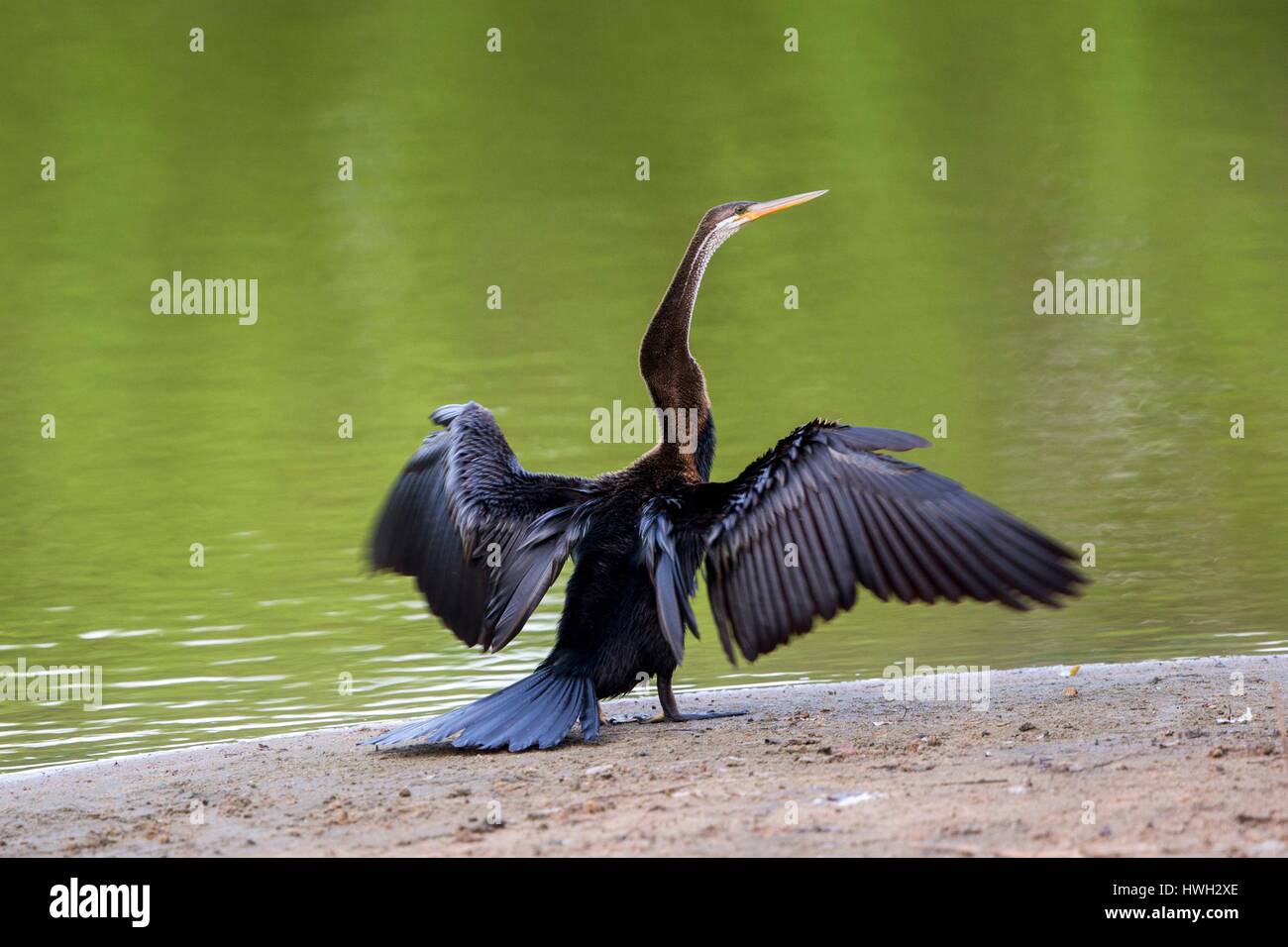 Sri Lanka, Yala national patk, Oriental darter or Indian darter ...