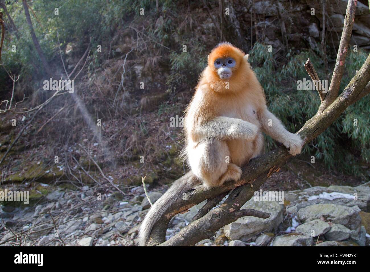 Golden snub nosed monkey china hi-res stock photography and images - Alamy
