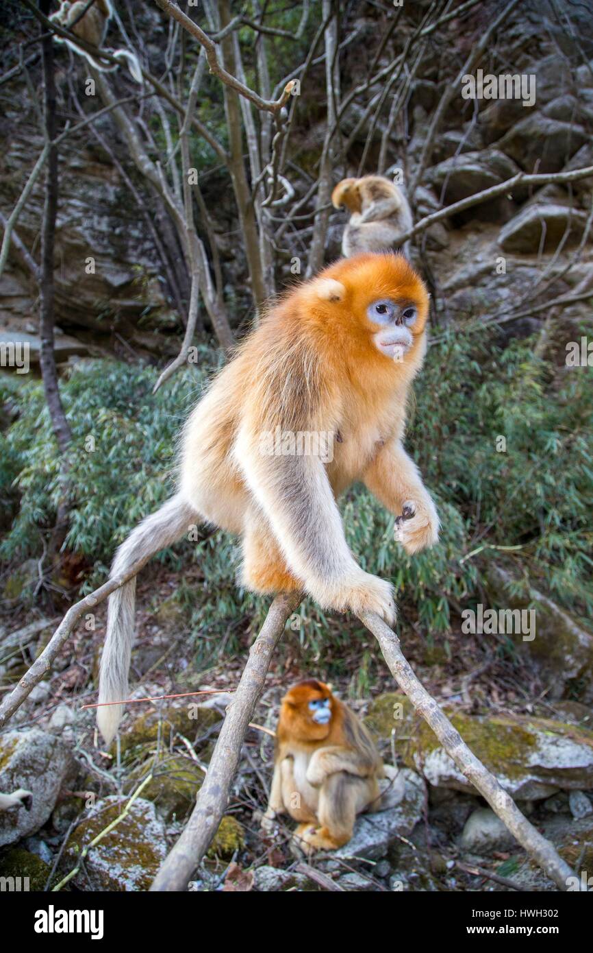 China, Shaanxi province, Qinling Mountains, Golden Snub-nosed Monkey ...