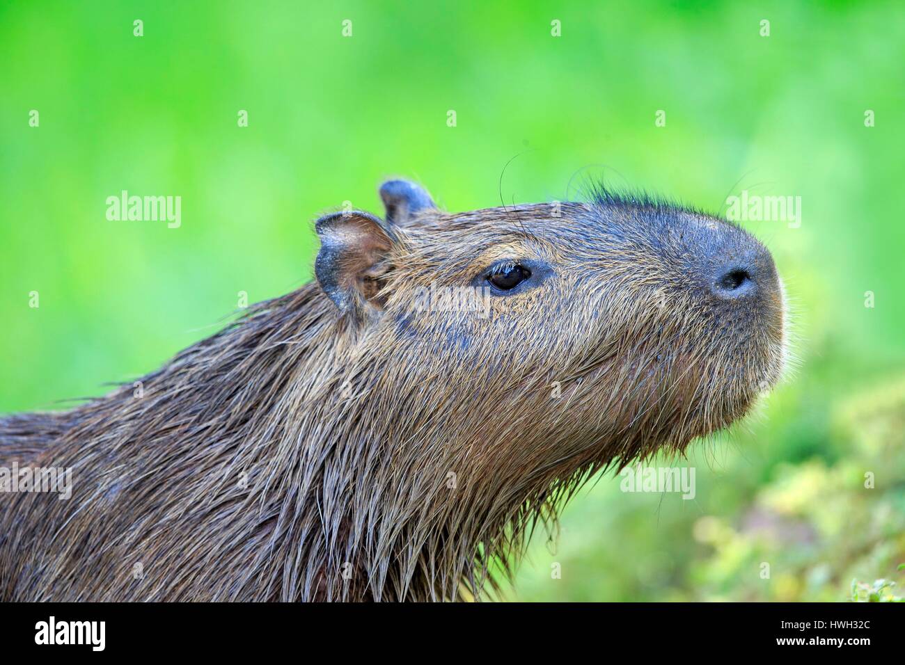 Largest rodent in the world hi-res stock photography and images - Alamy