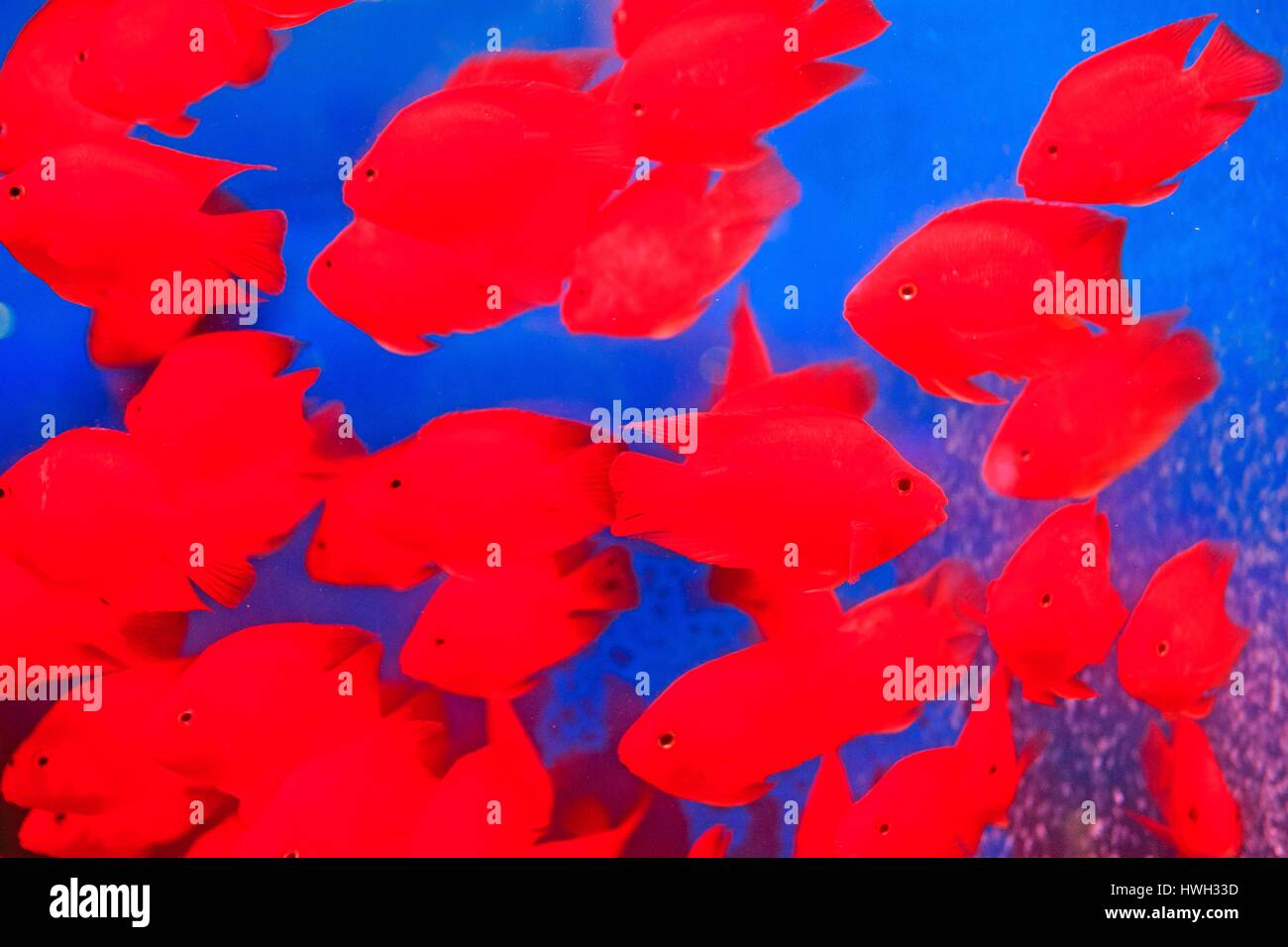 China, Manchuria, Heilongjiang, Red cichlids tn an aquarium Stock Photo ...