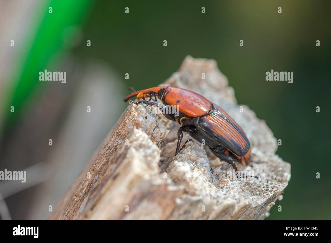 Red palm weevil france hi-res stock photography and images - Alamy