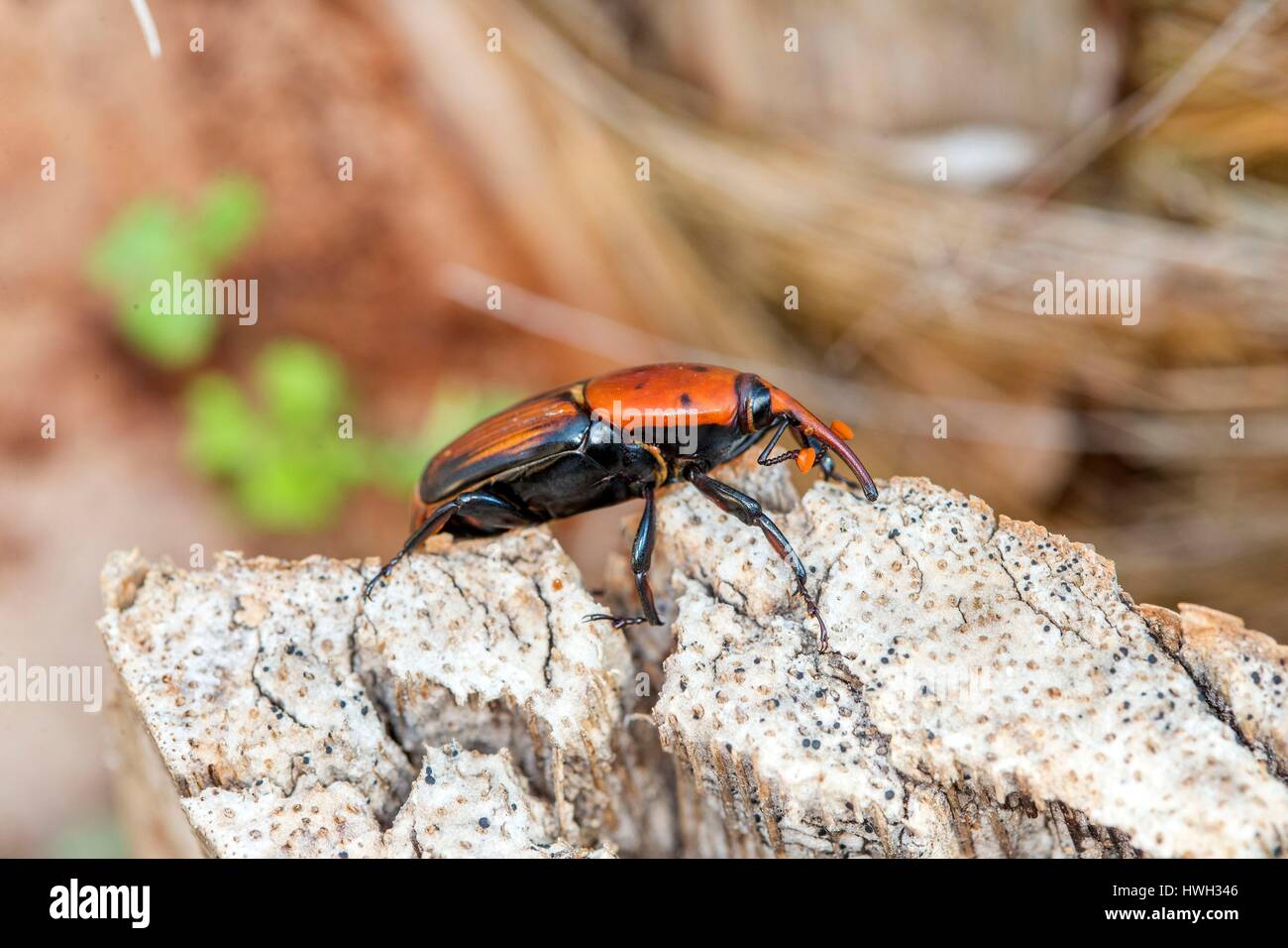 Red palm weevil france hi-res stock photography and images - Alamy